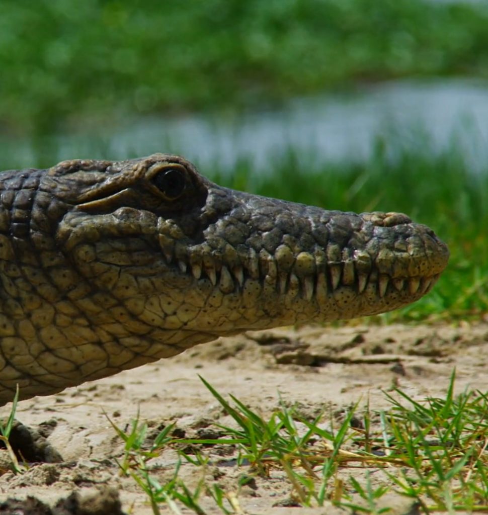Kamilo Melo ‒ BioRob ‐ EPFL
