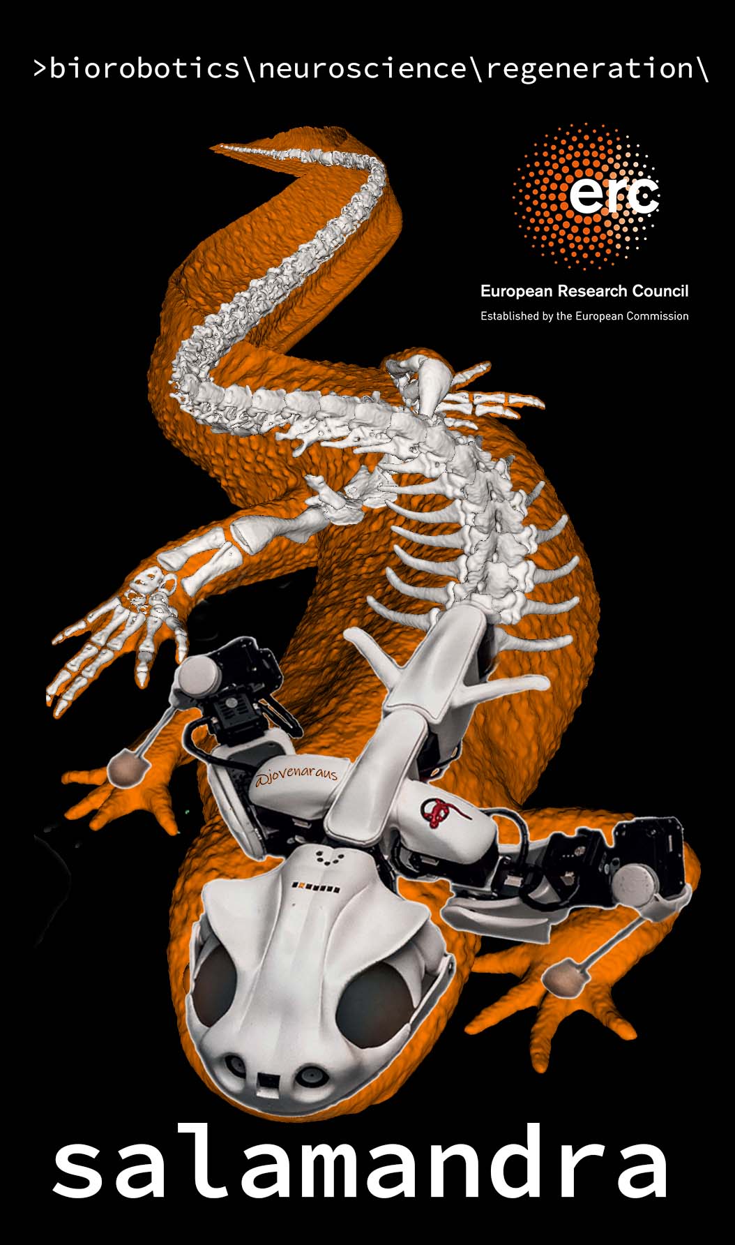Neuromechanical simulation of salamander locomotion (Salamandra Project ...