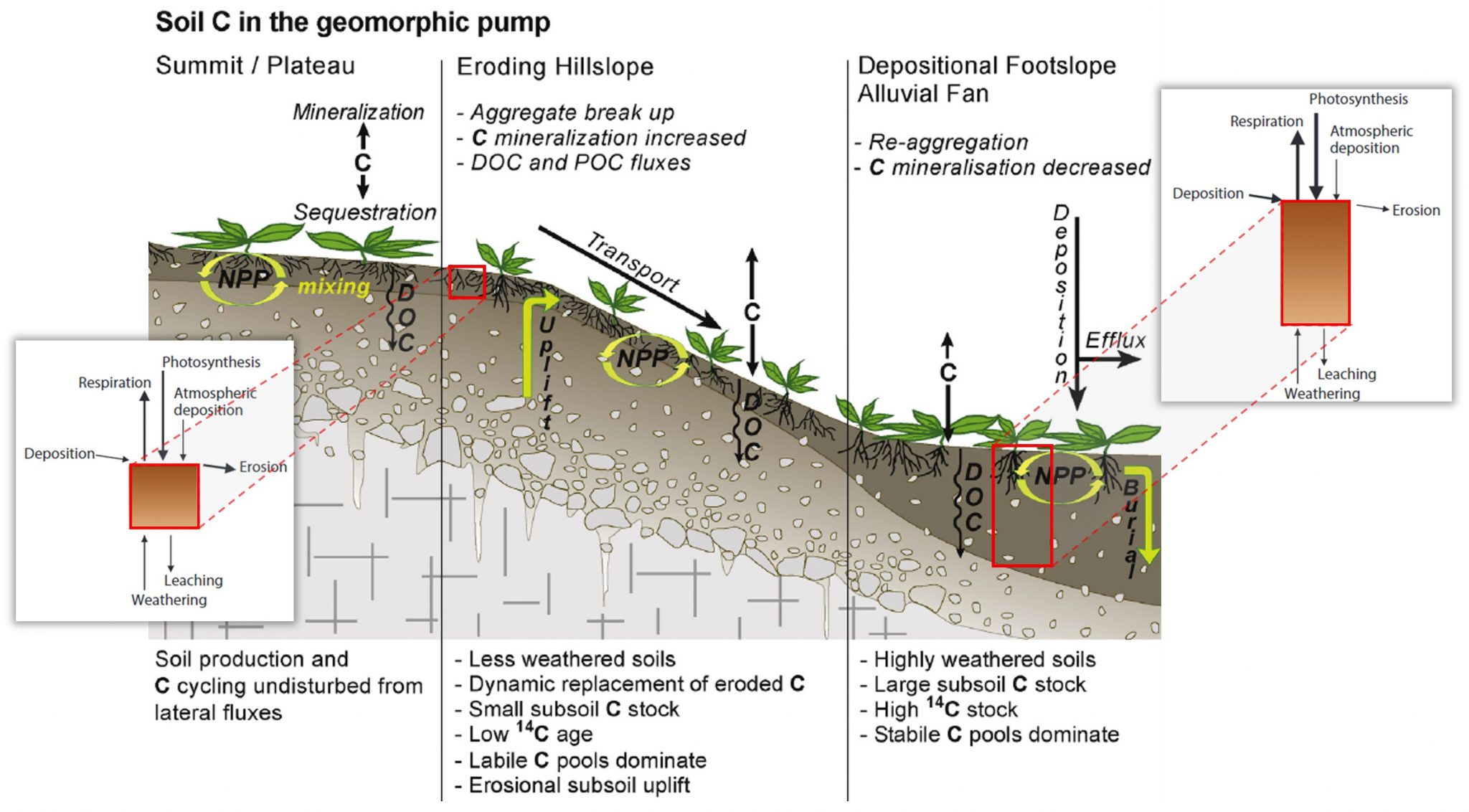 Assessing soil carbon dynamics in landscapes of complex topography ...