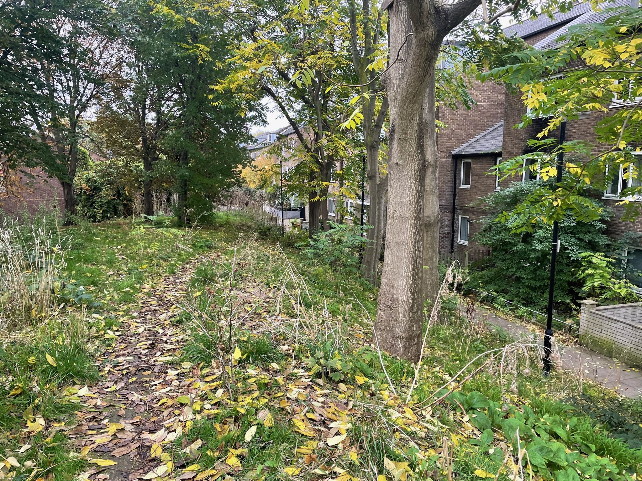 “Cities Go Wild!: Fieldwork in London Examines Urban Rewilding ...