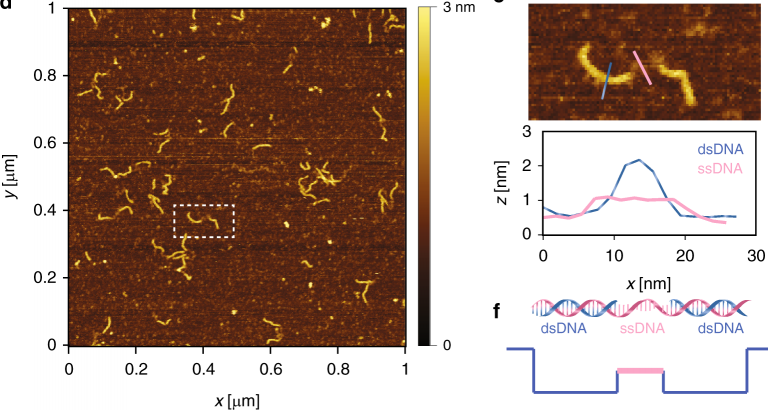 HS-AFM Imaging of Protein Assembly and Dynamics ‒ LBNI ‐ EPFL