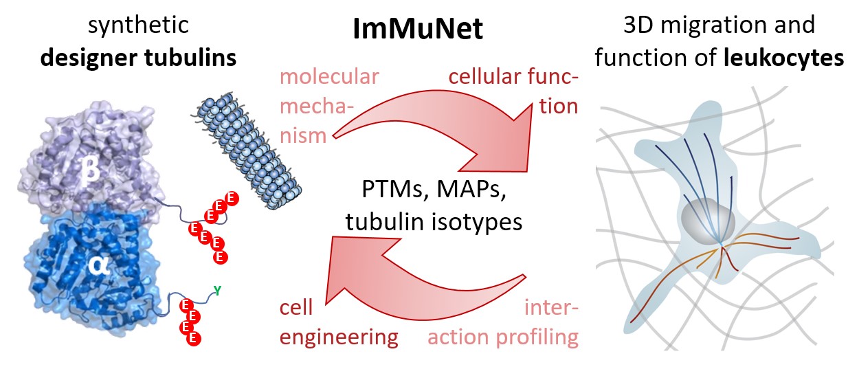 ImMuNet ‒ LCBM ‐ EPFL
