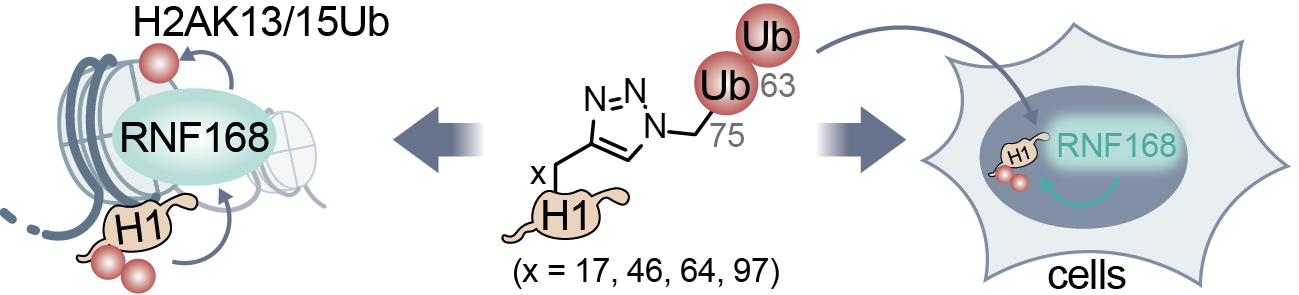 News ‒ LCBM ‐ EPFL