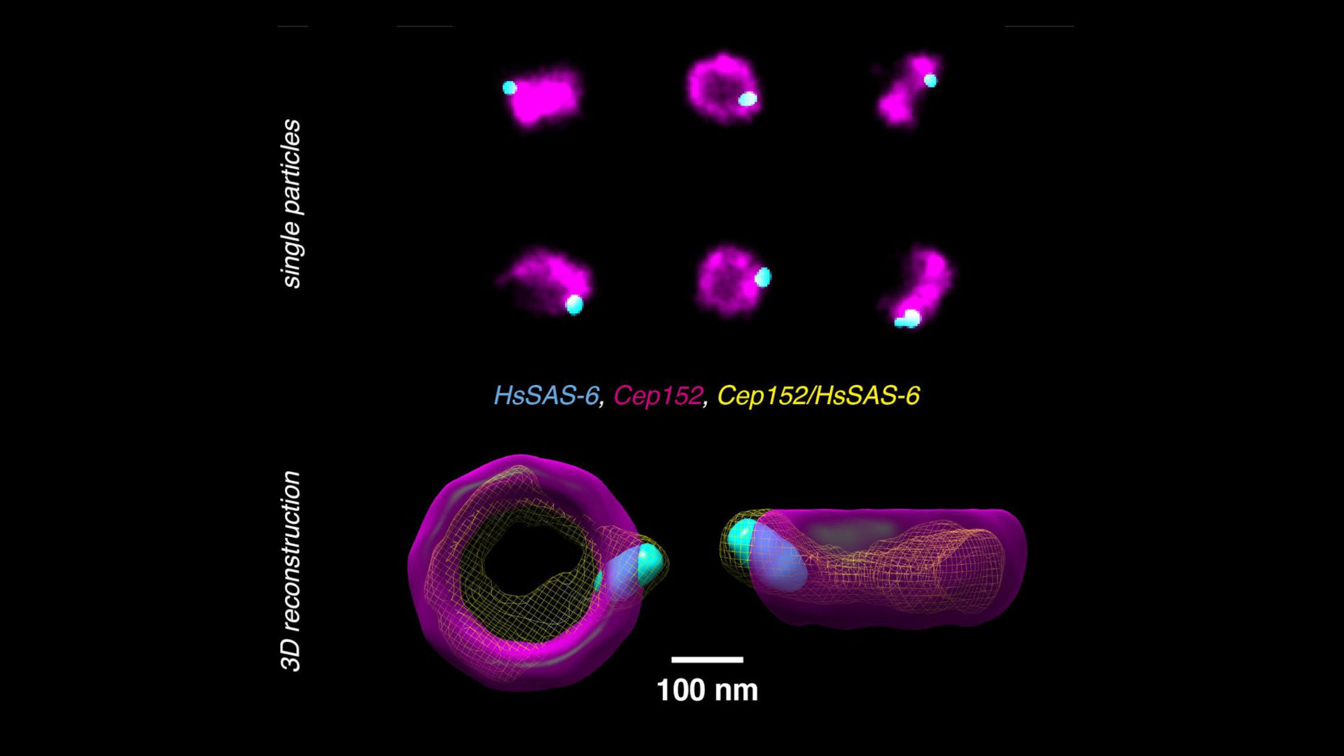Super-resolution microscopy builds multicolor 3D from 2D ‒ LEB ‐ EPFL
