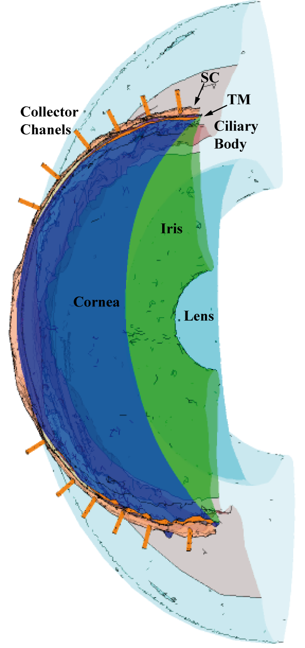 Ocular biomechanics ‒ LHTC ‐ EPFL