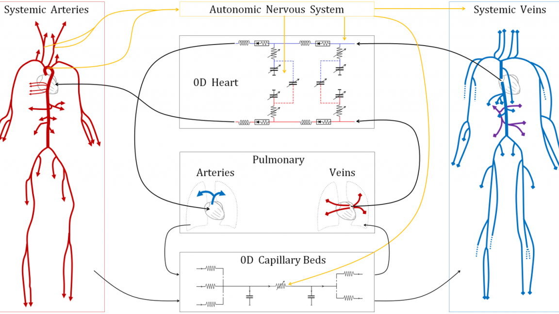 Hemodynamics and Cardiovascular biomechanics ‒ LHTC ‐ EPFL