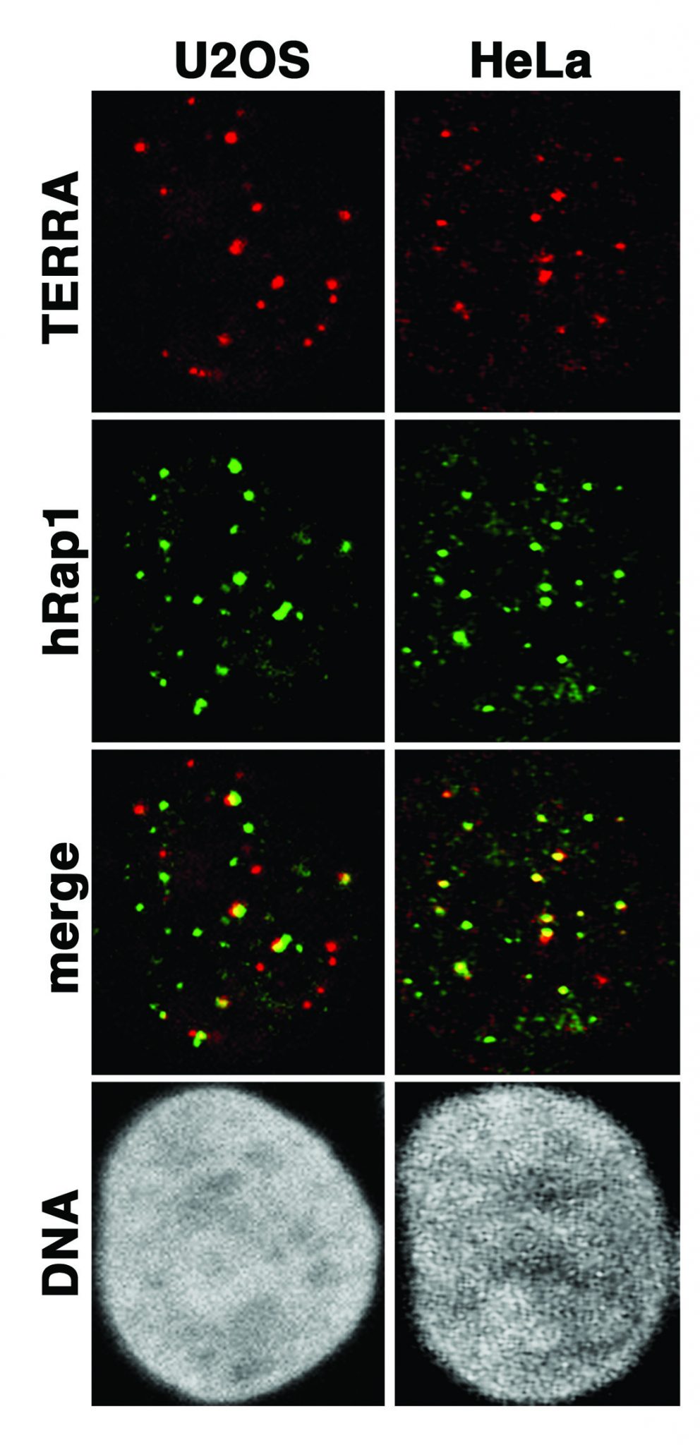 The telomeric long noncoding RNA TERRA ‒ UPLIN ‐ EPFL