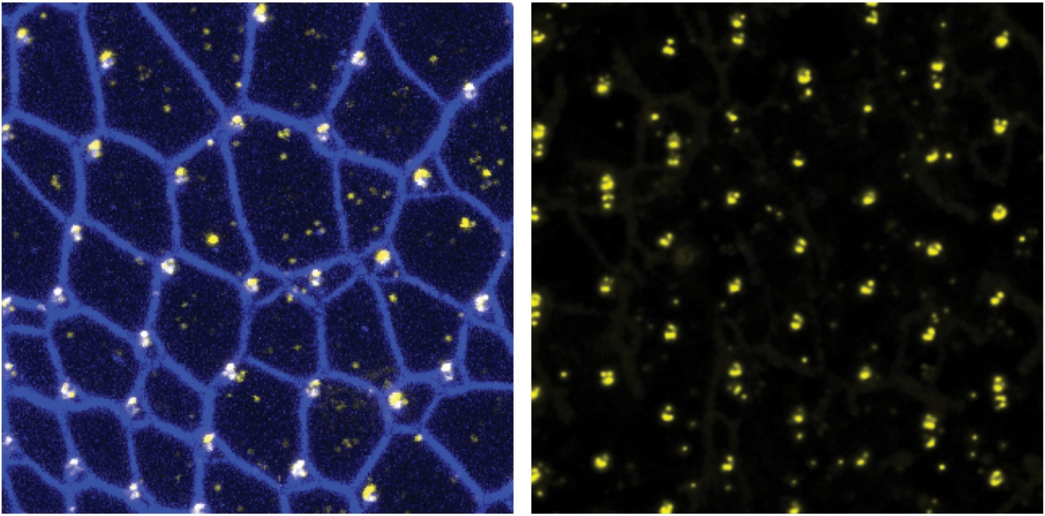 Geometry of cytoskeletal assemblies ‒ LPL ‐ EPFL