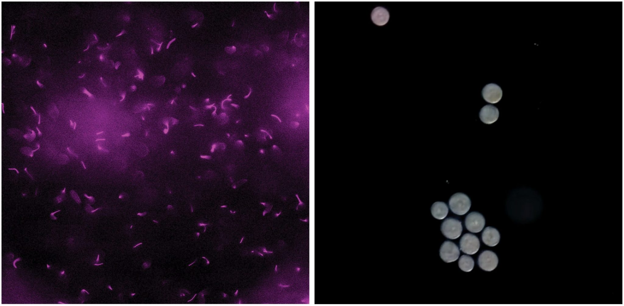 Living active materials ‒ LPL ‐ EPFL