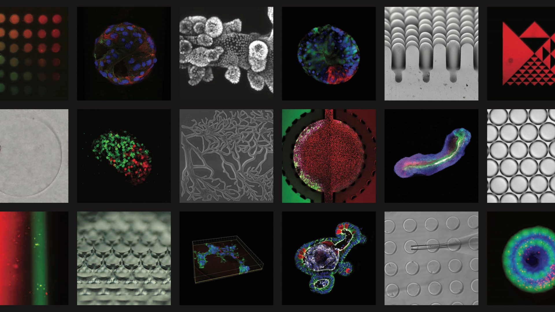 Laboratory of Stem Cell Bioengineering ‐ EPFL