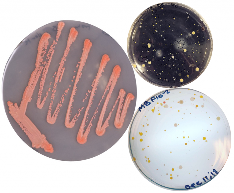 Microbial Adaptation in the Cryosphere ‒ MACE ‐ EPFL