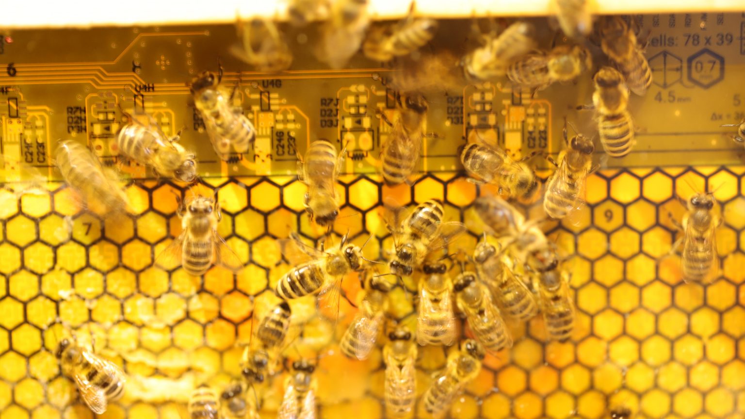 Animal-robot interactions ‒ mobots ‐ EPFL