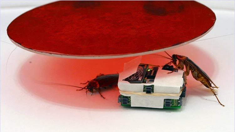 Animal-robot interactions ‒ mobots ‐ EPFL