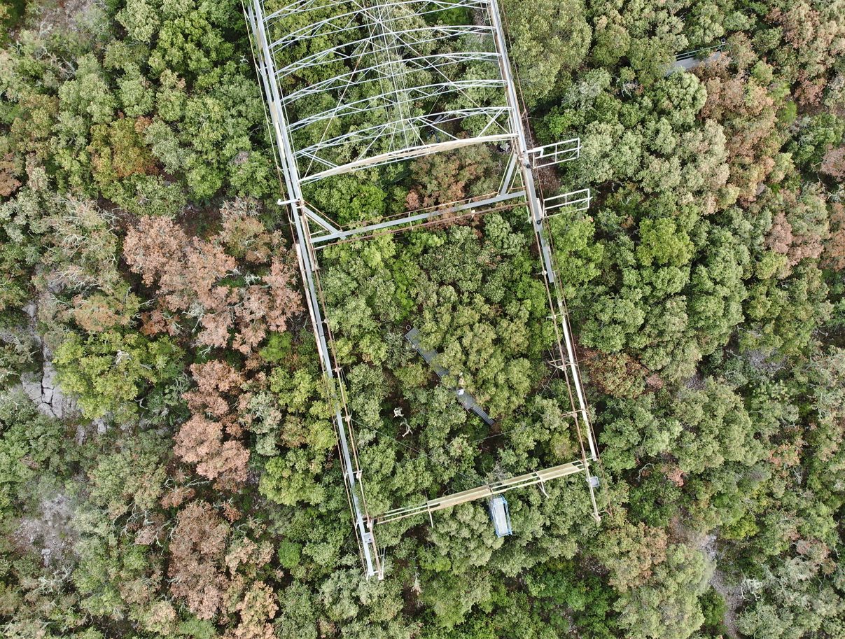 Canopy temperature regulation in a warmer world ‒ PERL ‐ EPFL