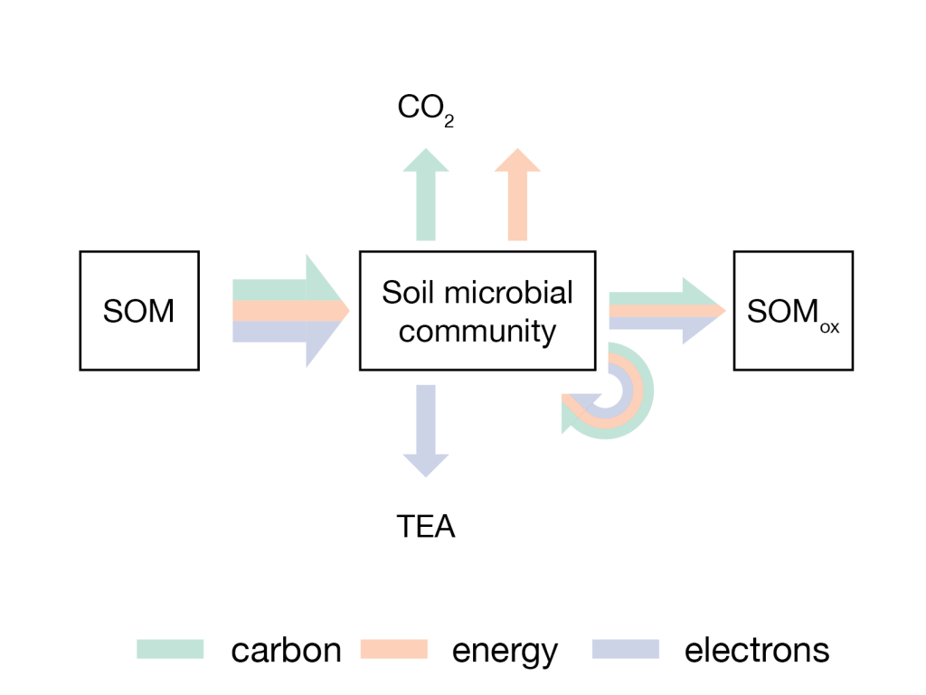 Bioenergetic controls on microbial activity ‒ SOIL ‐ EPFL