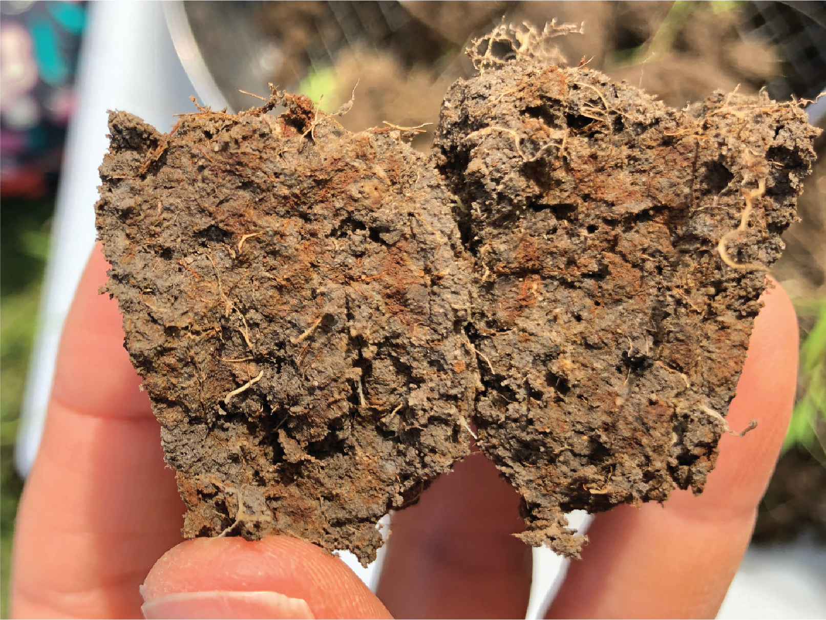 Assessment of anoxic microsites in grassland soils ‒ SOIL ‐ EPFL