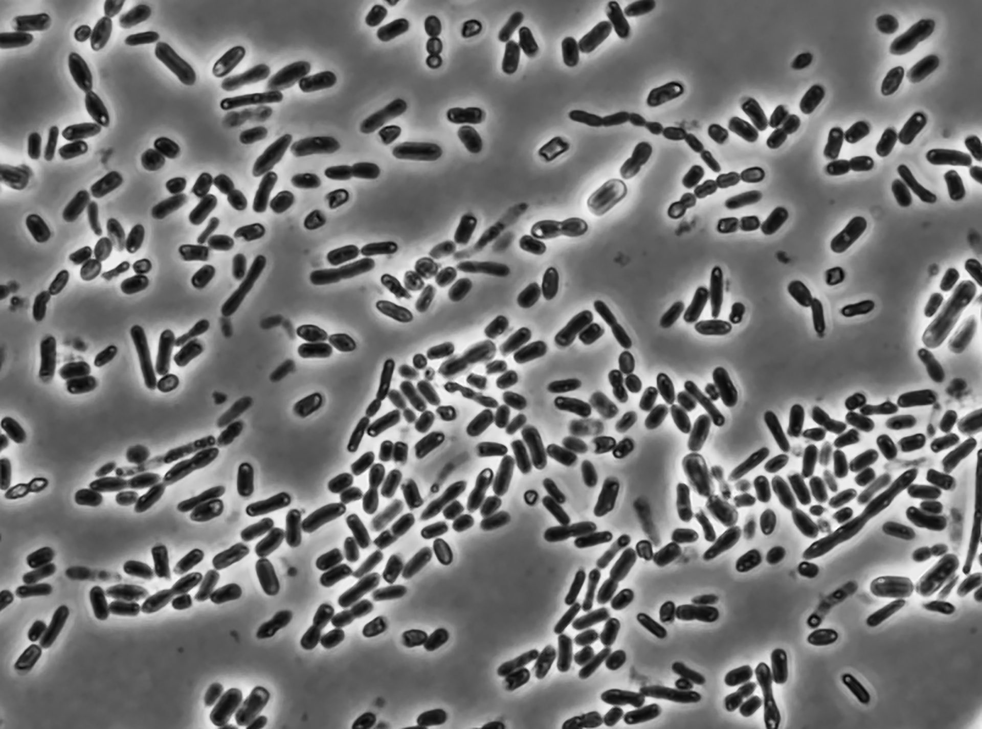 Goemans Lab of Drug-microbiota Interactions ‐ EPFL