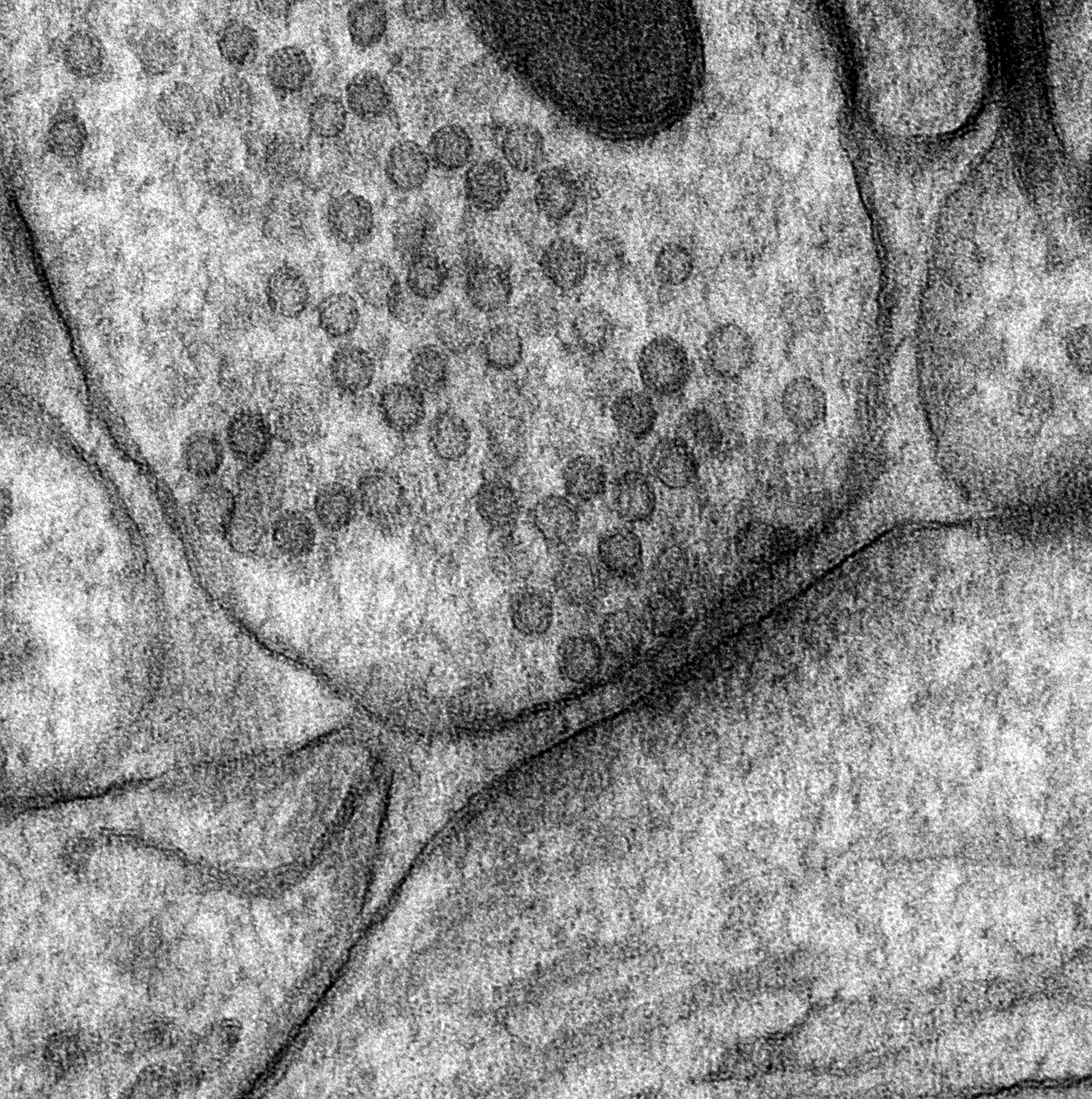 Gallery ‒ BioEM ‐ EPFL