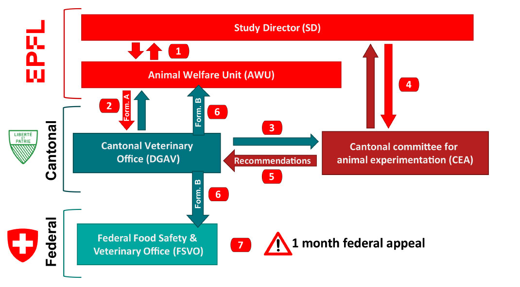 Animal experimentation licenses ‒ CPG ‐ EPFL