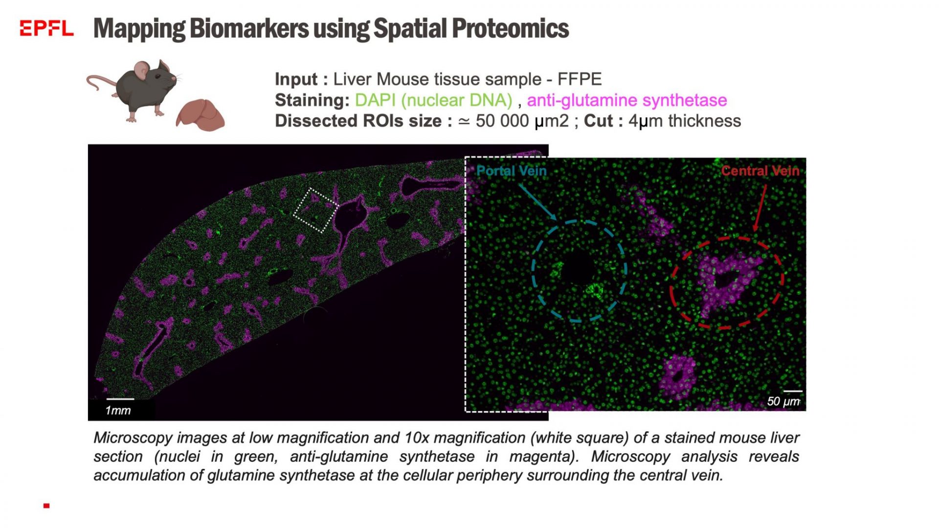 Spatial Proteomics ‒ PCF ‐ EPFL