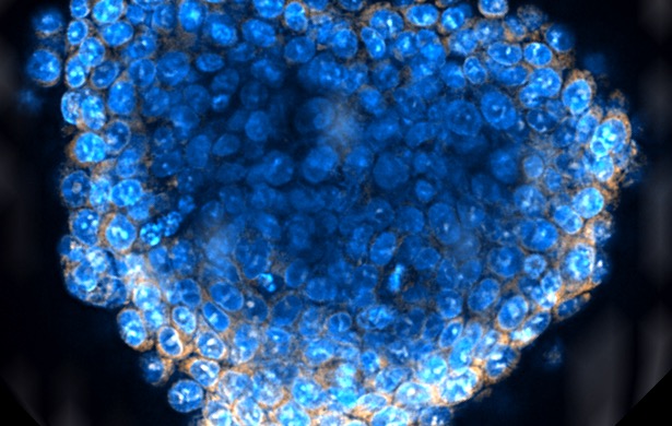 Bioengineering & Organoids platform ‐ EPFL