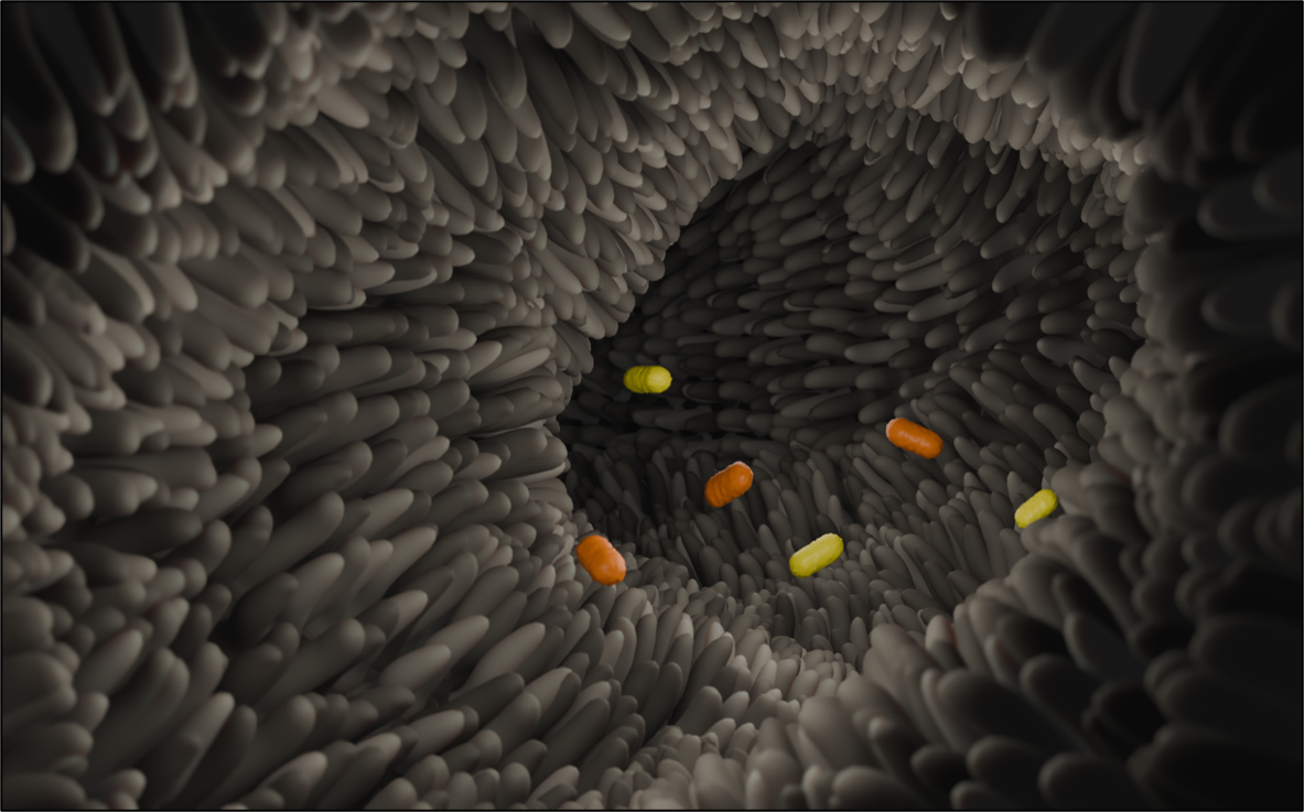 New Live Biotherapeutic Product for Ulcerative Colitis ‒ From Lab to ...